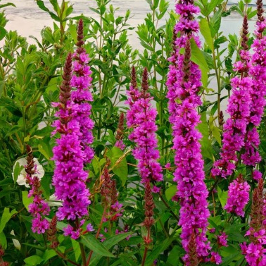 Lythrum salicaria Rosy Gem - Kattenstaart (Sixpack) Jardinerie koeman