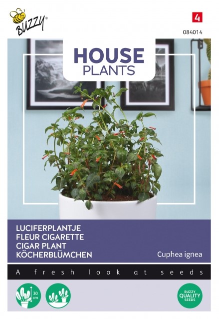 Luciferplantje - Buzzy House Plants Jardinerie koeman