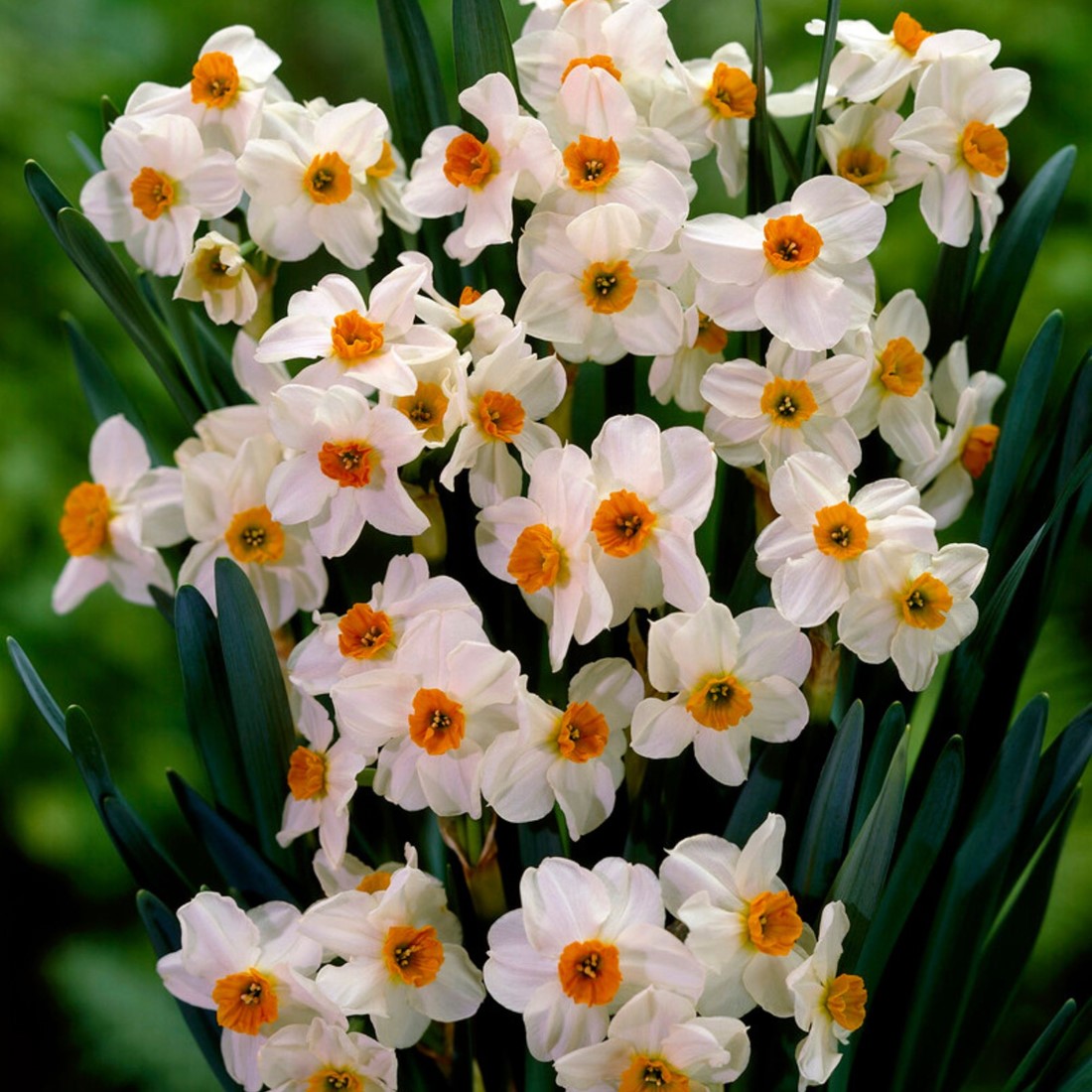 Narcis Geranium - Narcissus Jardinerie koeman