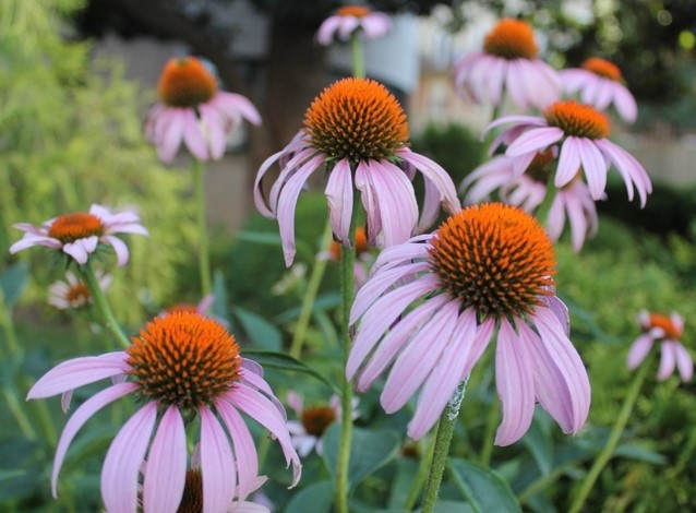 Acheter Échinacée Magnus Rose - Echinacea? Commandez en ligne au ...