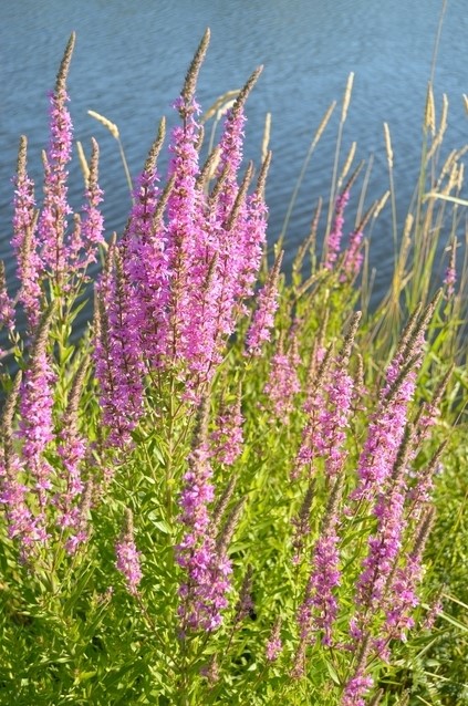 Acheter Lythrum Salicaria Robert - Salicaire? Commandez en ligne au ...