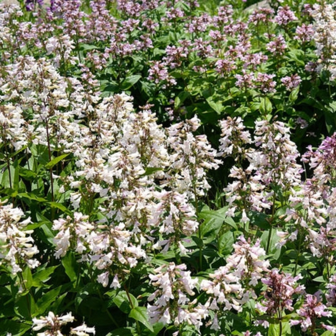 Penstemon digitalis Husker Red - Slangekop, Schildpadbloem Jardinerie ...