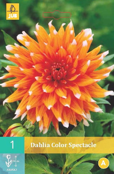 Acheter Dahlia Color Spectacle? Commandez en ligne au Jardinerie Koeman