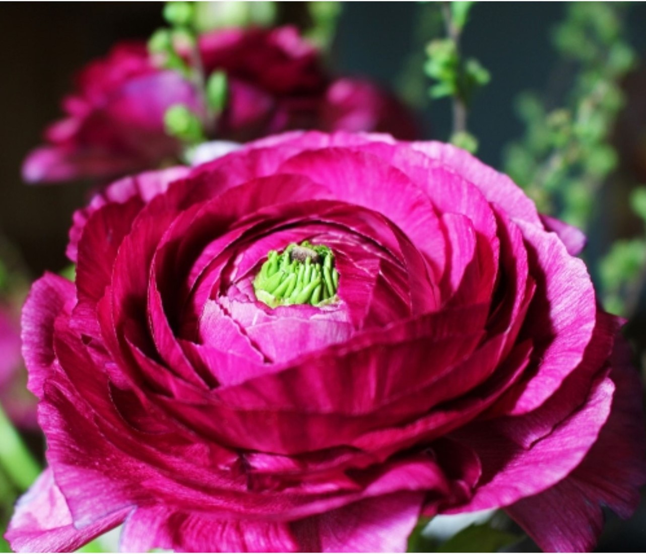 Acheter Renoncule Violet? Commandez en ligne au Jardinerie Koeman