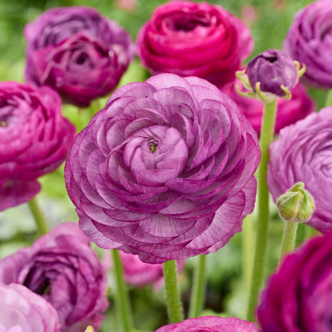 Acheter Renoncule Violet? Commandez en ligne au Jardinerie Koeman