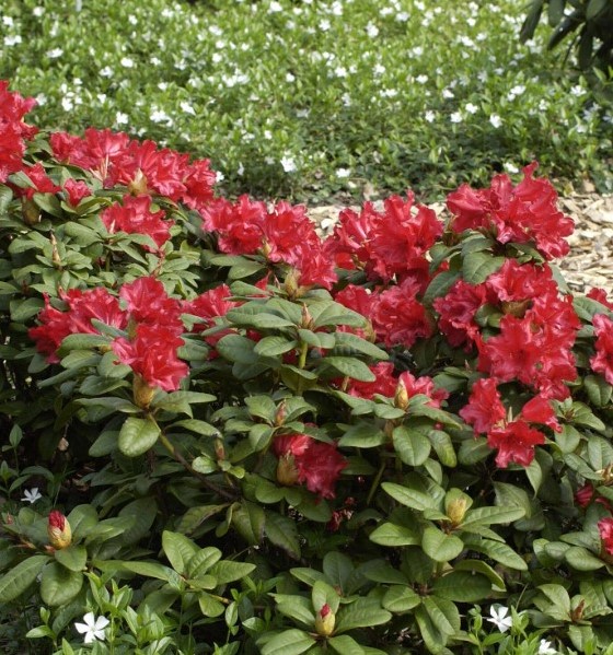 Acheter Rhododendron Scarlet Wonder? Commandez en ligne au Jardinerie ...