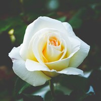 Acheter White Symphony ? Commandez en ligne au Jardinerie Koeman