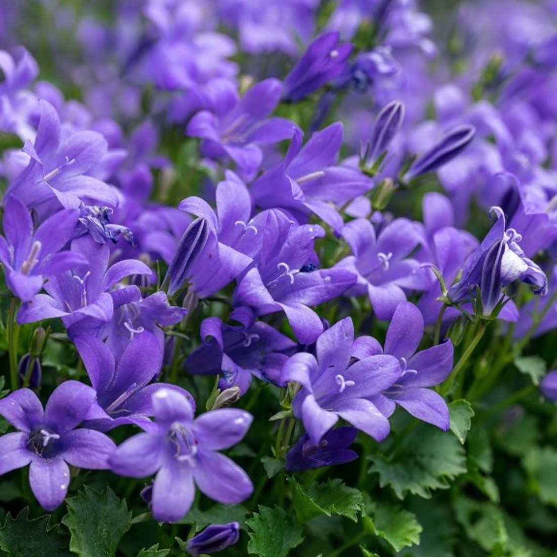 Servisch klokje Stella - Campanula poscharskyana Jardinerie koeman