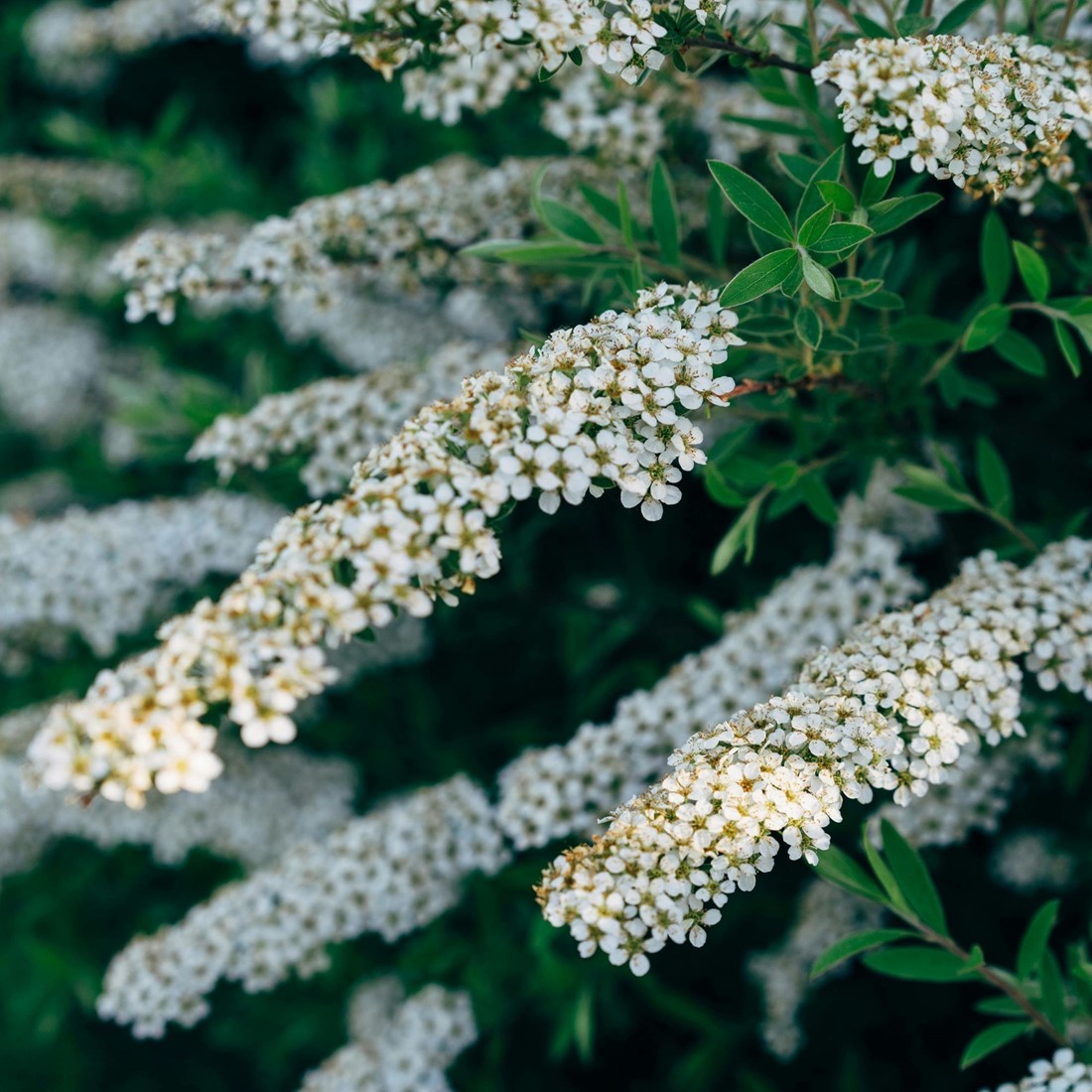 Acheter Spiraea Arguta Spirée? Commandez en ligne au Jardinerie Koeman