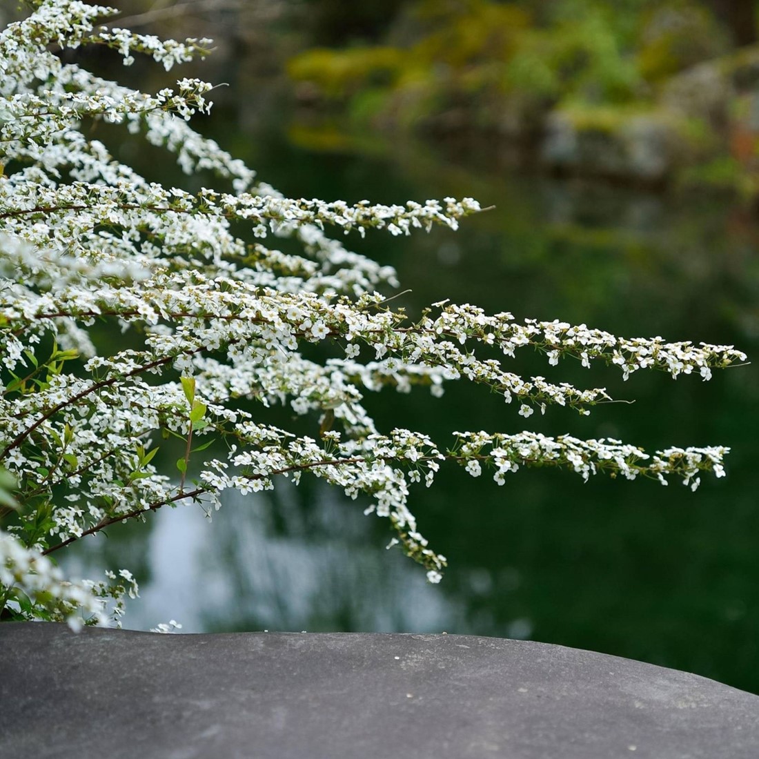 Acheter Spiraea Arguta Spirée? Commandez en ligne au Jardinerie Koeman