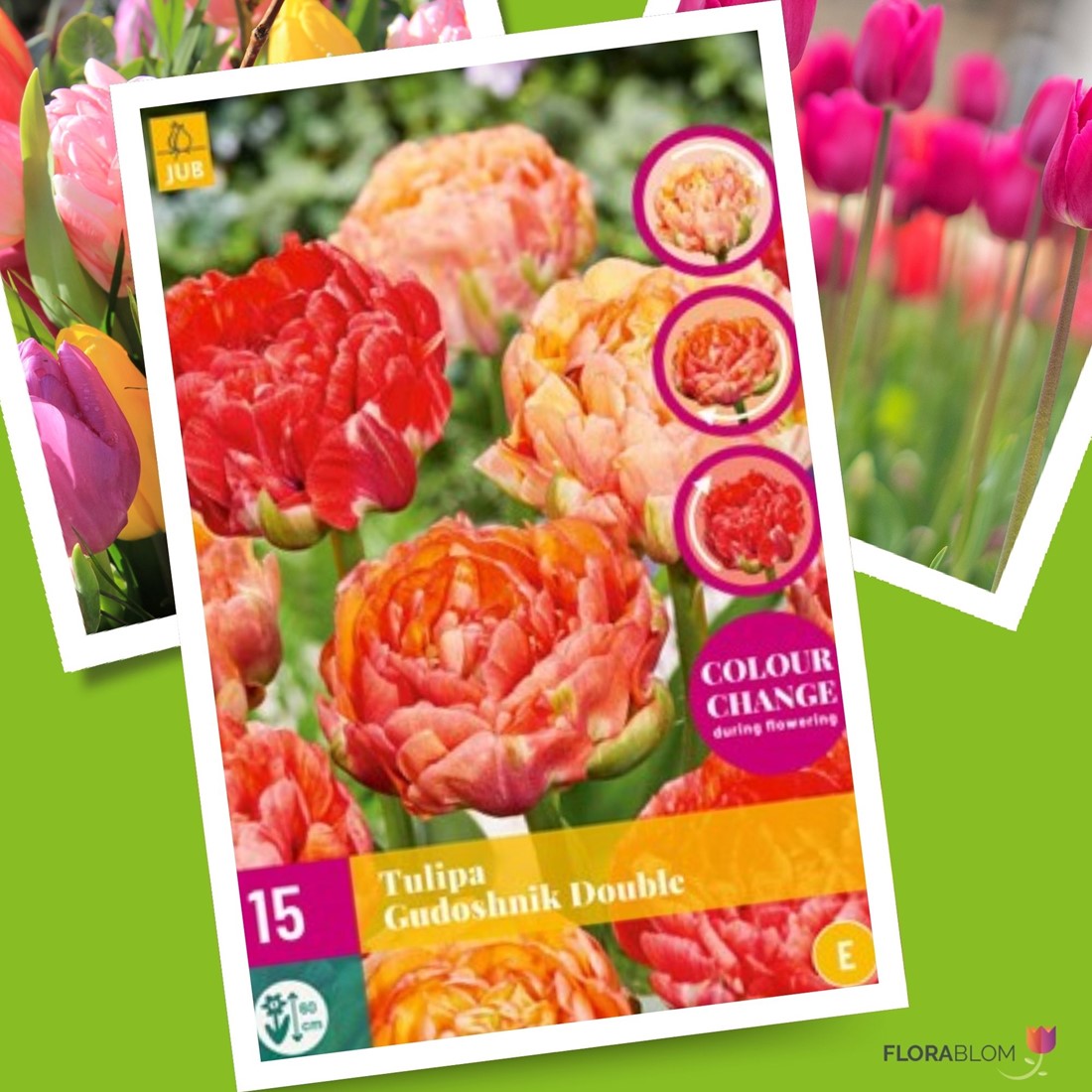Tulp Gudoshnik Double – Tulipa Jardinerie koeman