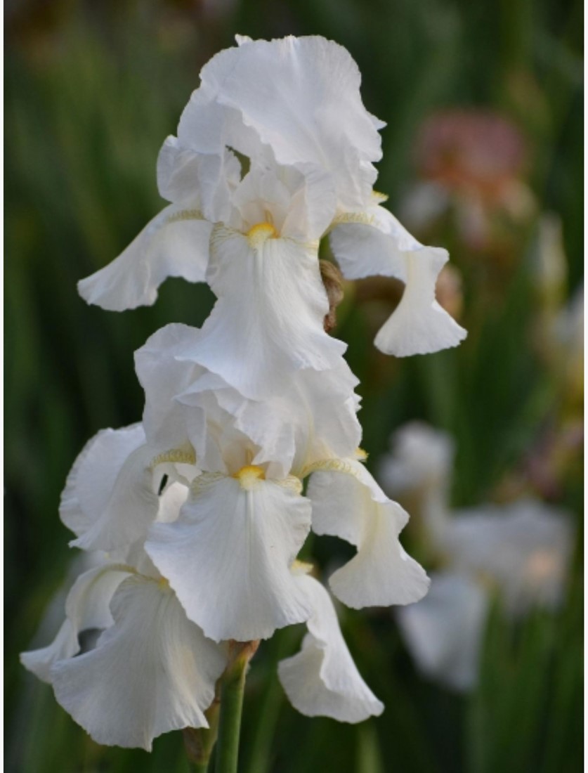 Iris Germanica White Knight Blauwe lis (Sixpack) Jardinerie koeman