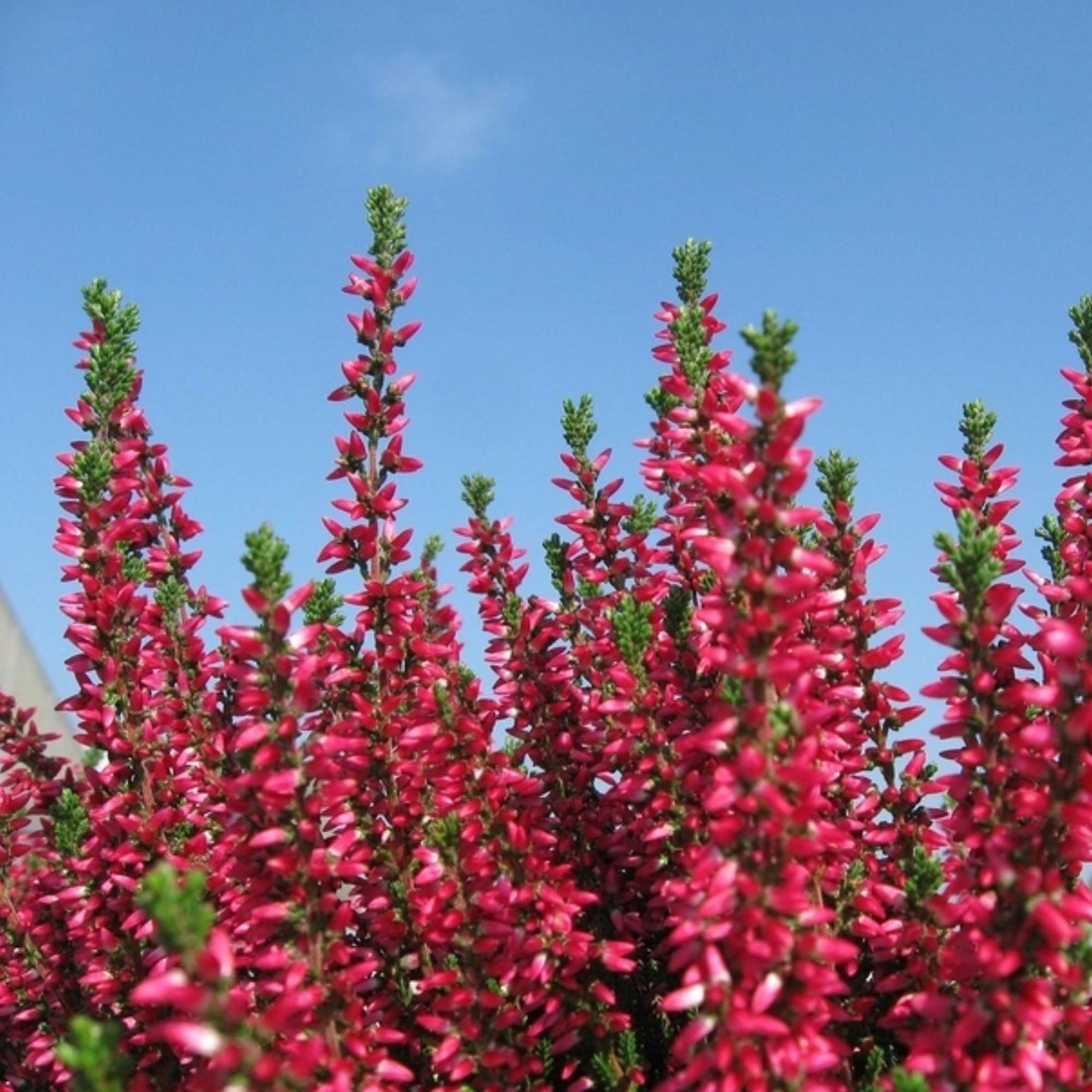 Acheter Bruyère d hiver Kramer s Rote - Erica? Commandez en ligne au ...